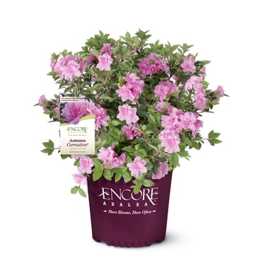 Encore Azalea Autumn Starburst (1 Gallon) Shrub with White and Pink ...