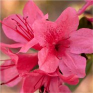 Encore Azalea Autumn Empress (2 Gallon) Pink Flowering Shrub - Full Sun ...