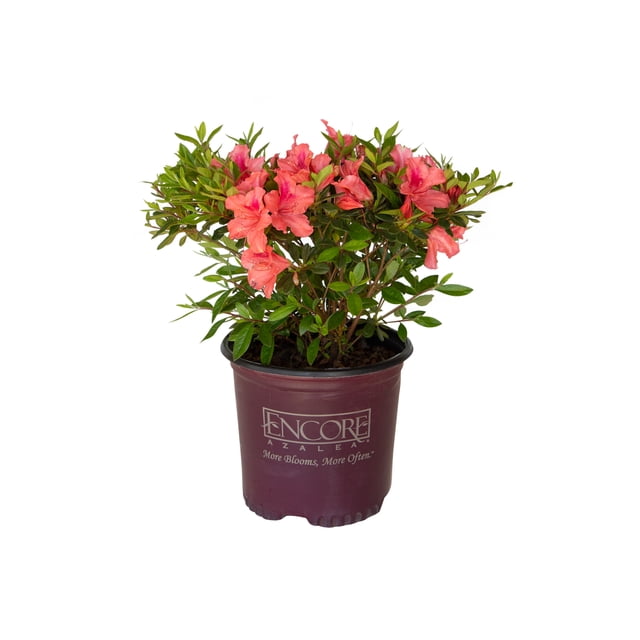 Encore Azalea Autumn Coral (1 Gallon) Coral Pink Flowering Shrub - Full ...