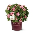 Encore Azalea Autumn Debutante (2 Gallon) Pink Flowering Shrub - Full ...