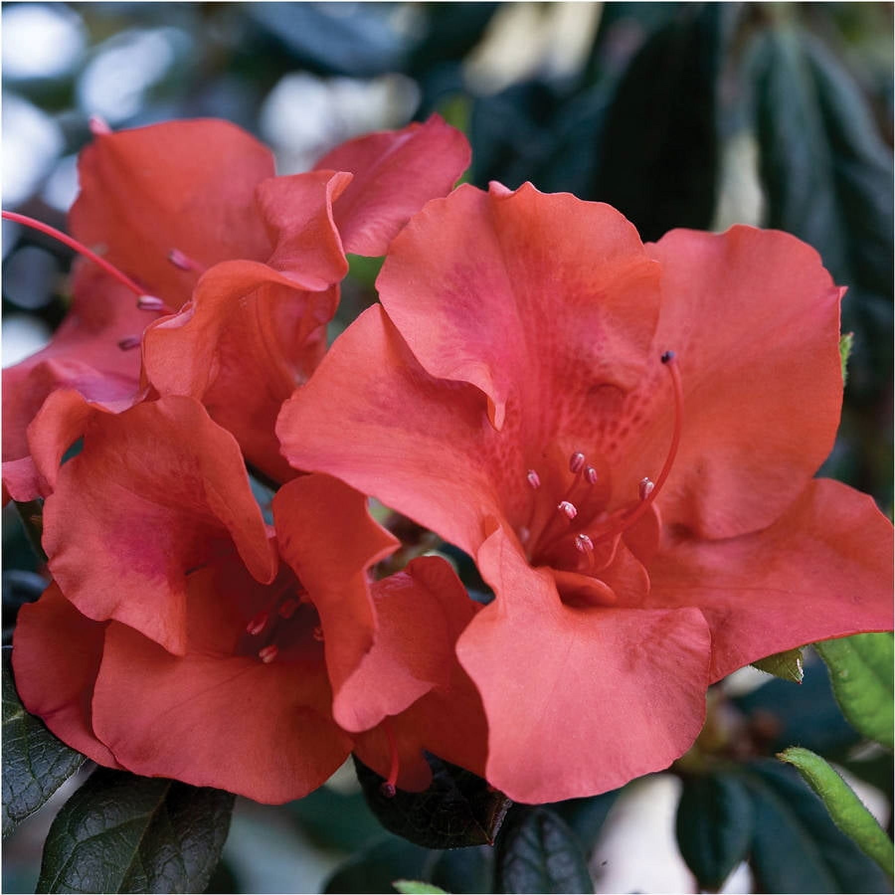 Encore Azalea Autumn Embers (1 Gallon) Red Pink Flowering Shrub - Full ...