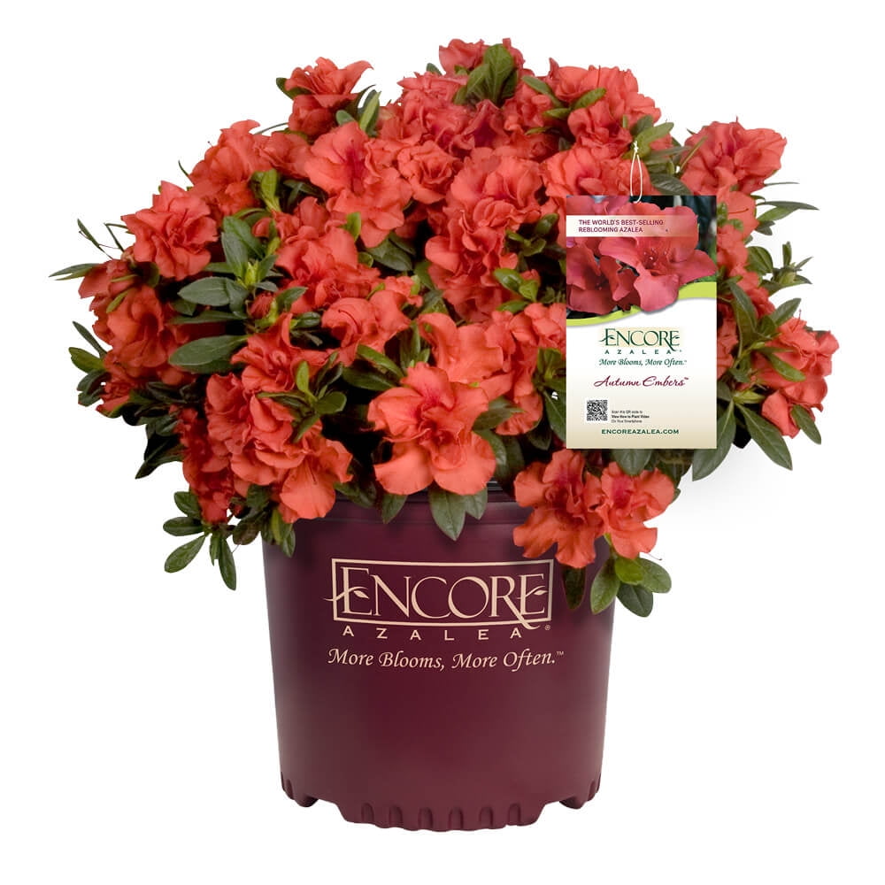 Encore Azalea Autumn Embers (1 Gallon) Red Pink Flowering Shrub - Full ...
