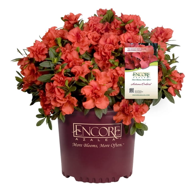 Encore Azalea Autumn Embers (1 Gallon) Red Pink Flowering Shrub - Full ...
