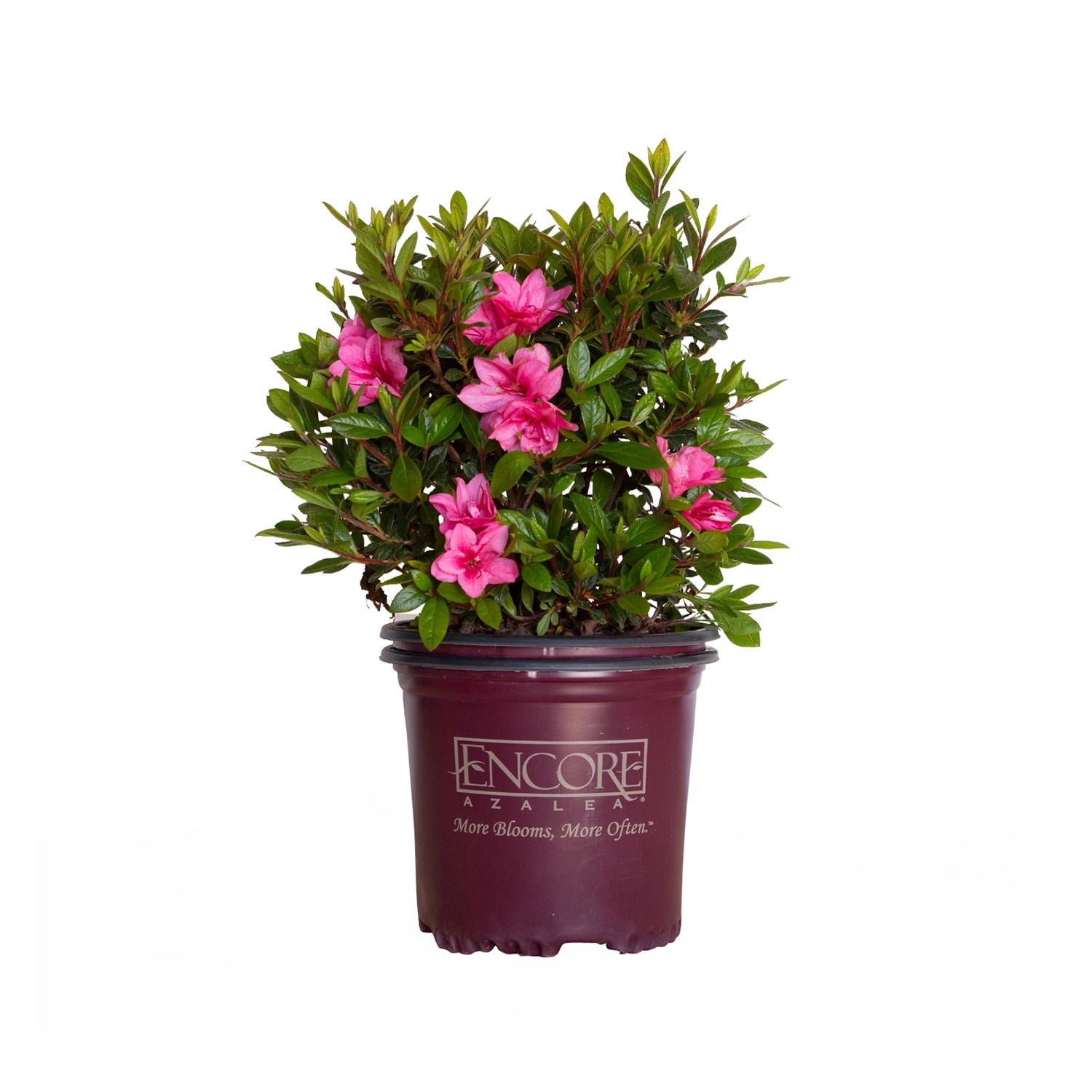 Encore Azalea Autumn Empress (1 Gallon) Pink Flowering Shrub - Full Sun ...