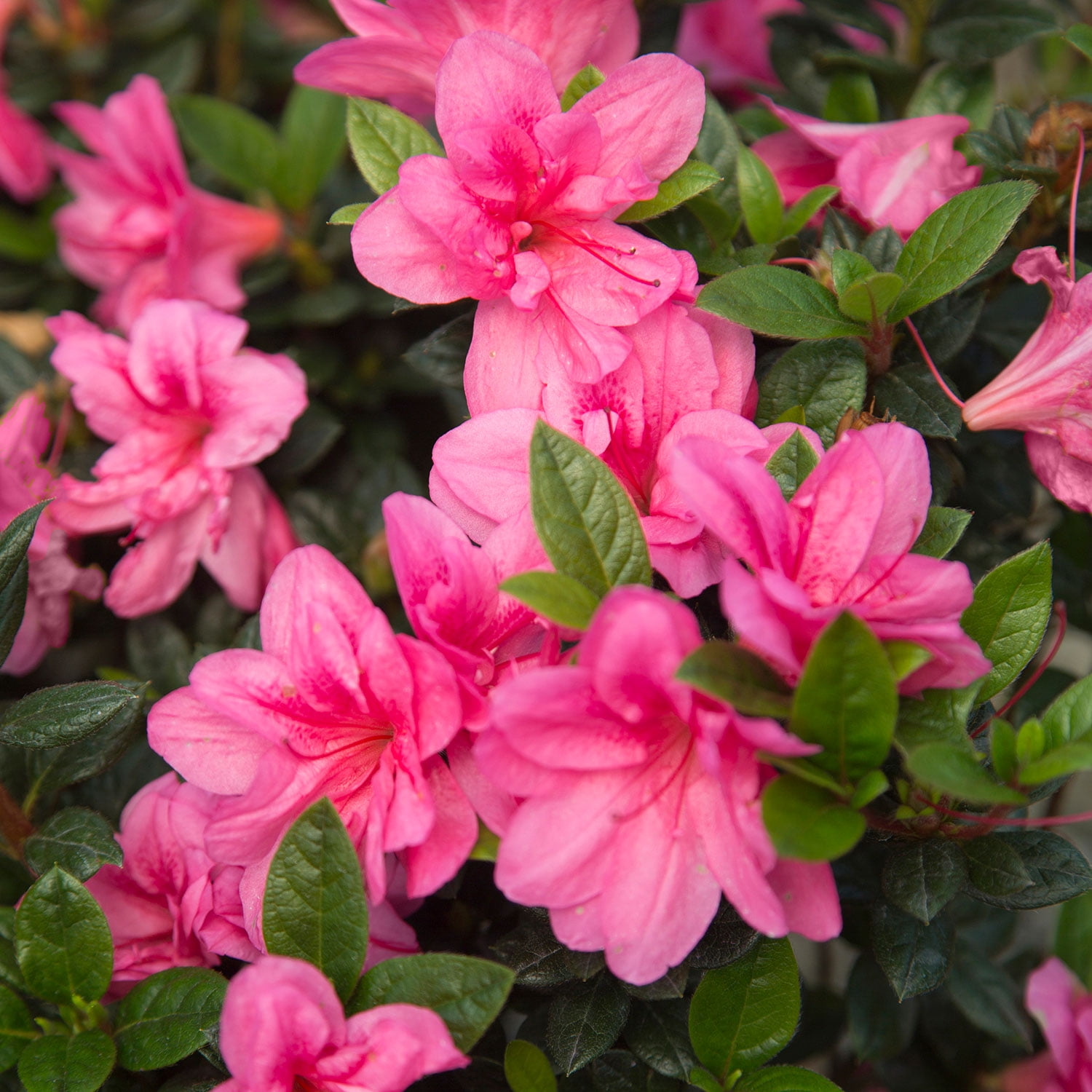 Encore Azalea Autumn Empress (1 Gallon) Pink Flowering Shrub - Full Sun ...