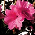 Encore Azalea Autumn Empress (2 Gallon) Pink Flowering Shrub - Full Sun ...