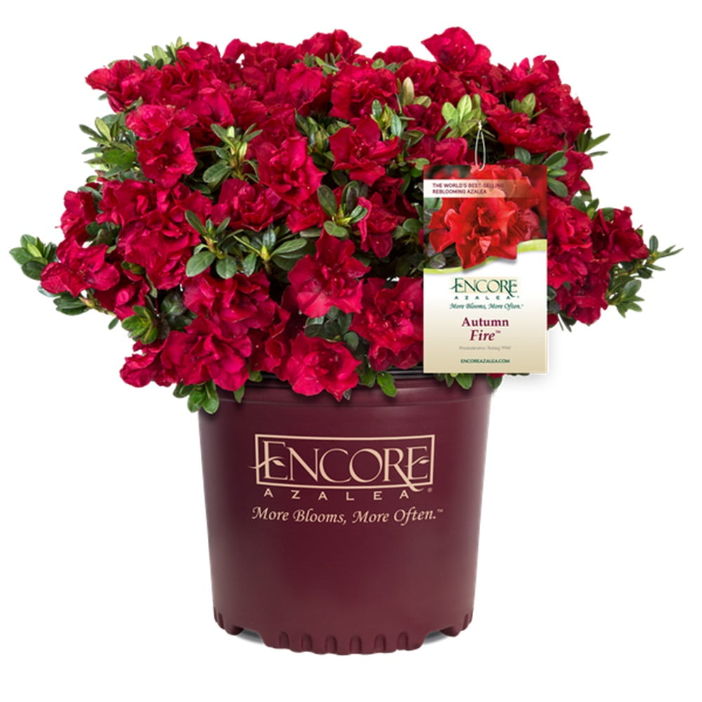 Encore Azalea Autumn Fire (3 Gallon) Red Flowering Shrub - Full Sun ...