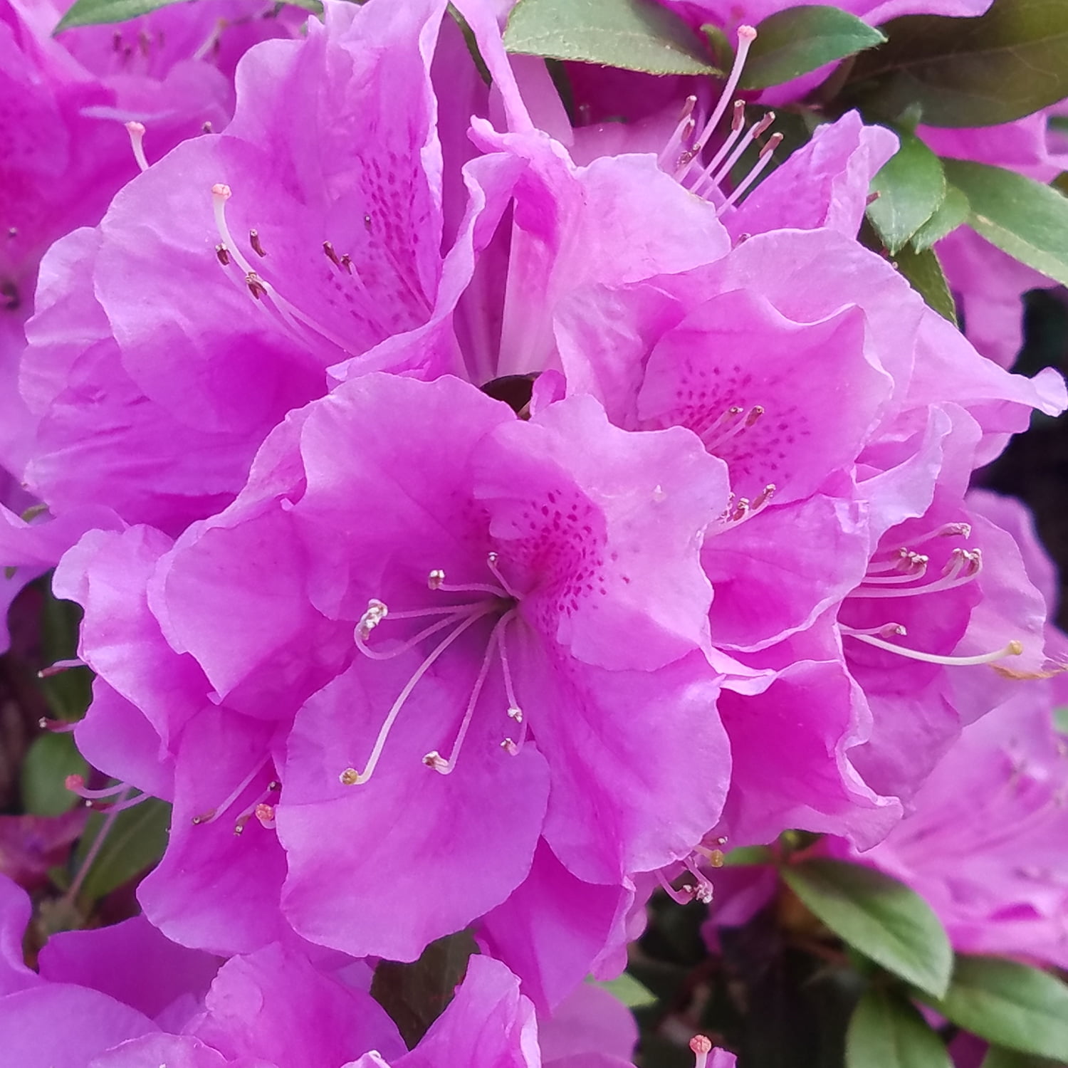 Encore Azalea Autumn Lilac (1 Gallon) Purple Flowering Shrub - Full Sun ...