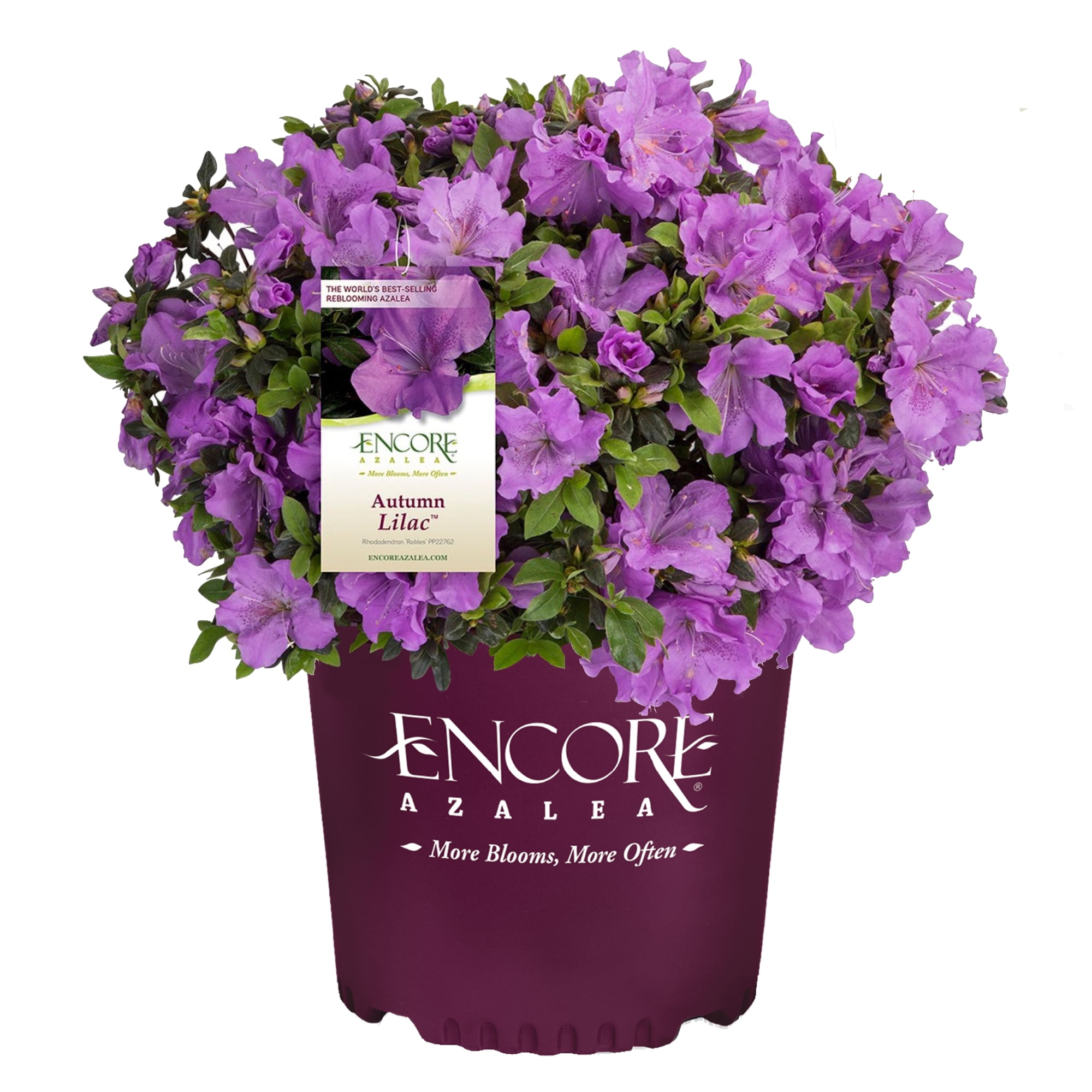 Encore Azalea Autumn Lilac with Purple Blooms Live Shrub - Walmart.com