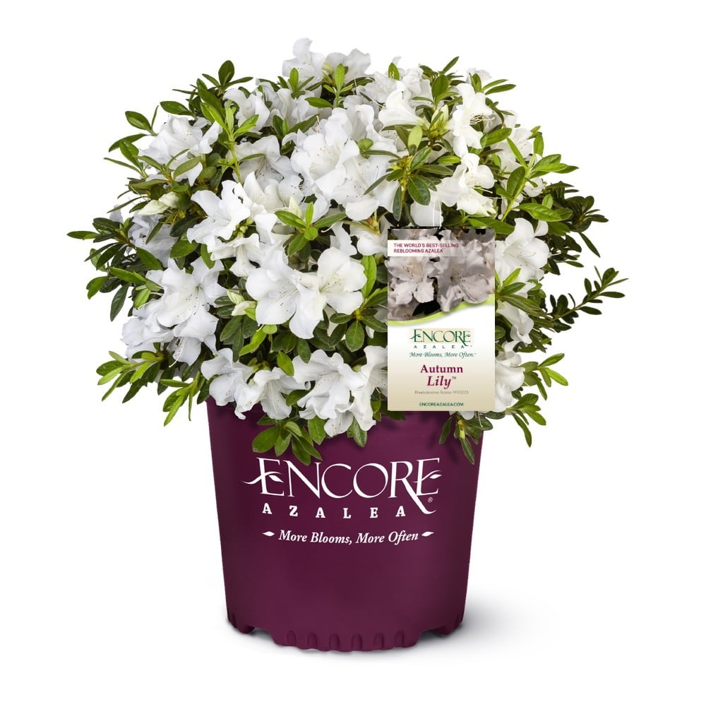 Encore Azalea Autumn Lily (3 Gallon) White Flowering Shrub - Full Sun ...