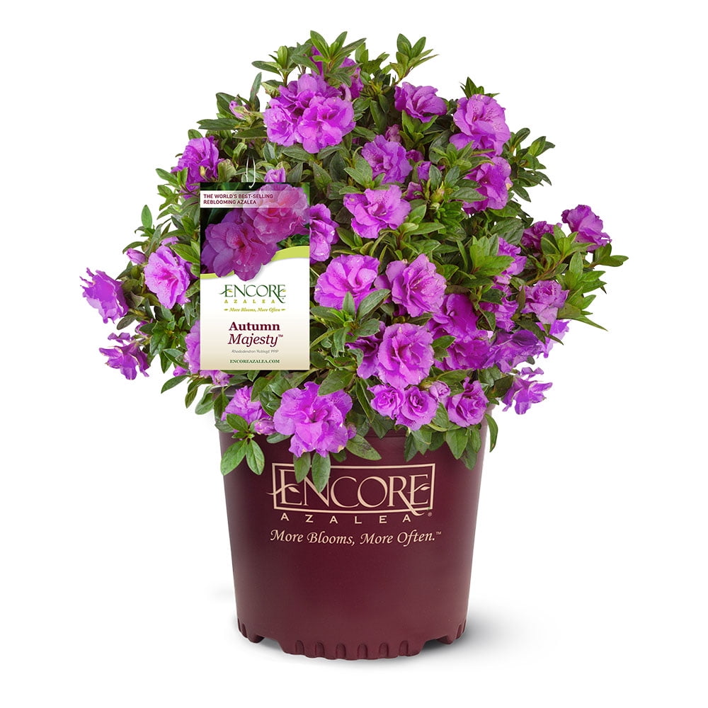 Encore Azalea Autumn Majesty (1 Gallon) Shrub with Purple Ruffled ...