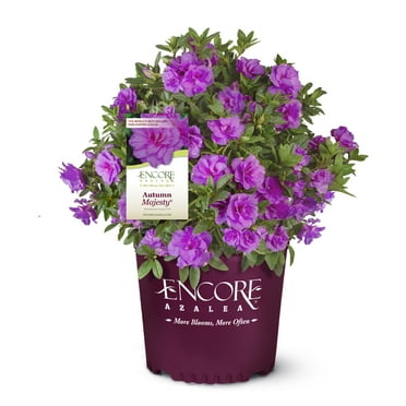Encore Azalea Autumn Sunset (2 Gallon) Purple Flowering Shrub - Full ...