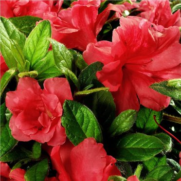 Encore Azalea Autumn Sunset (2 Gallon) Purple Flowering Shrub - Full ...