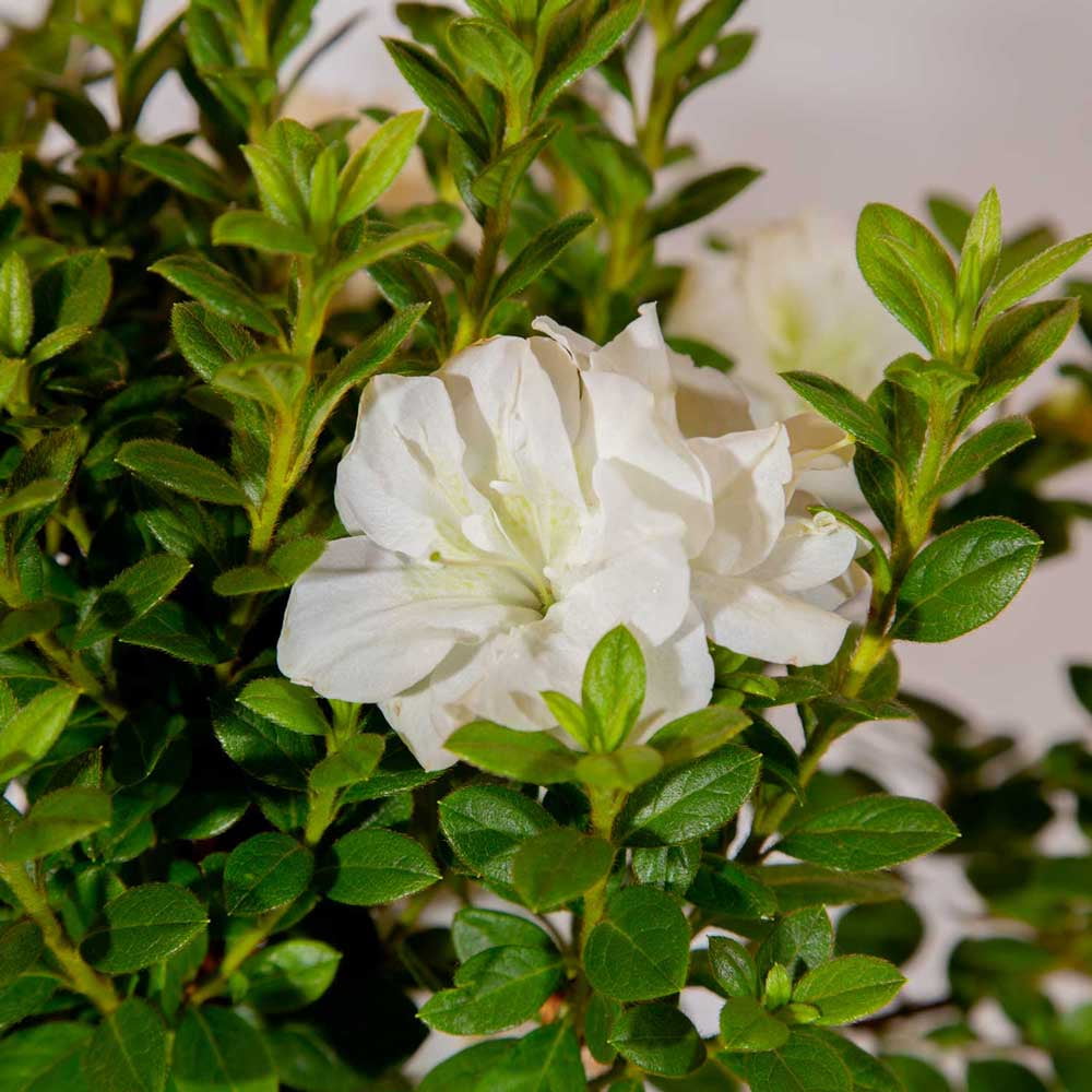 Encore Azalea Autumn Moonlight (2 Gallon) White Flowering Shrub - Full ...