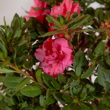 Encore Azalea Autumn Fire (2 Gallon) Red Flowering Shrub - Full Sun ...