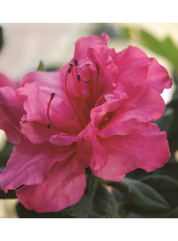 Azalea Bushes in Garden Bushes - Walmart.com