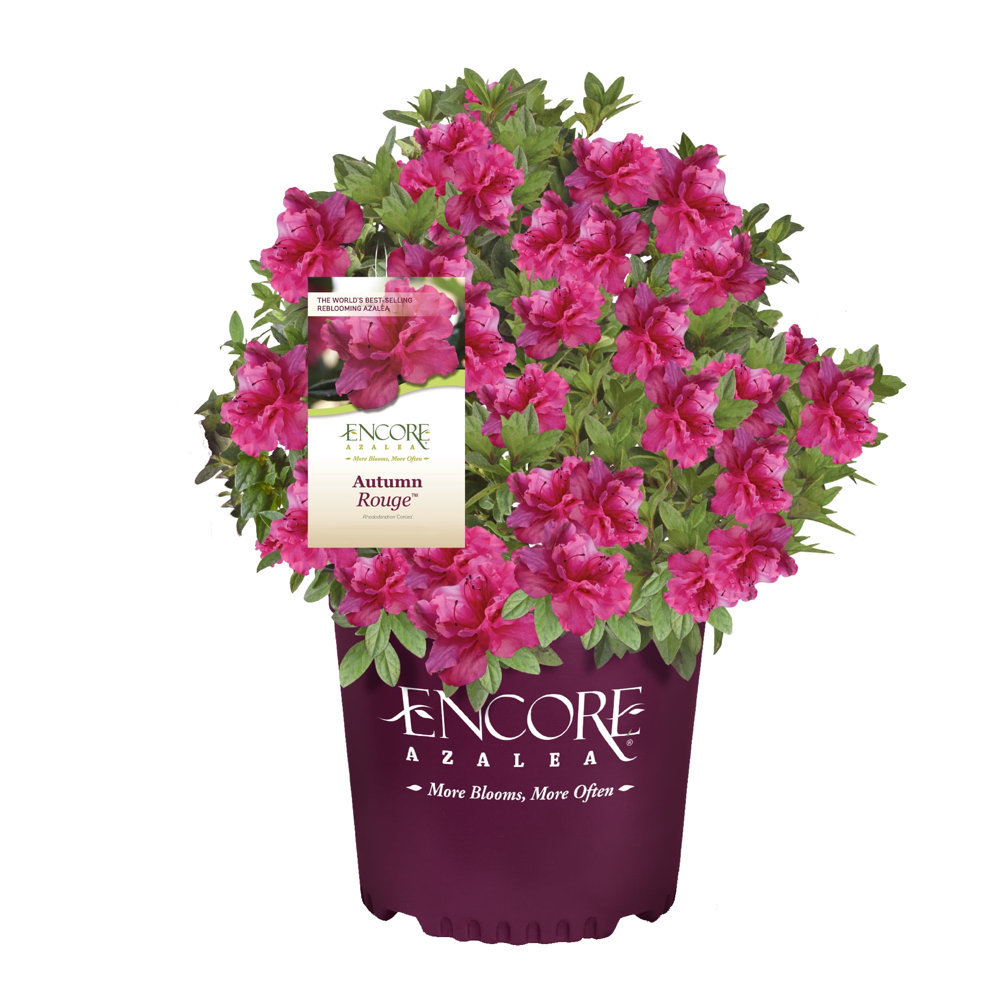 Encore Azalea Autumn Rouge Live Shrubs - Walmart.com