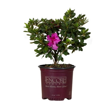 Encore Azalea Autumn Sangria (2 Gallon) Pink Flowering Shrub - Full Sun ...