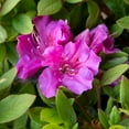 Encore Azalea Autumn Royalty (3 Gallon) Purple Flowering Shrub - Full ...