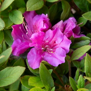 Encore Azalea Autumn Majesty (1 Gallon) Shrub with Purple Ruffled ...