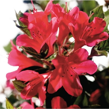 Encore Azalea Autumn Empress (1 Gallon) Pink Flowering Shrub - Full Sun ...