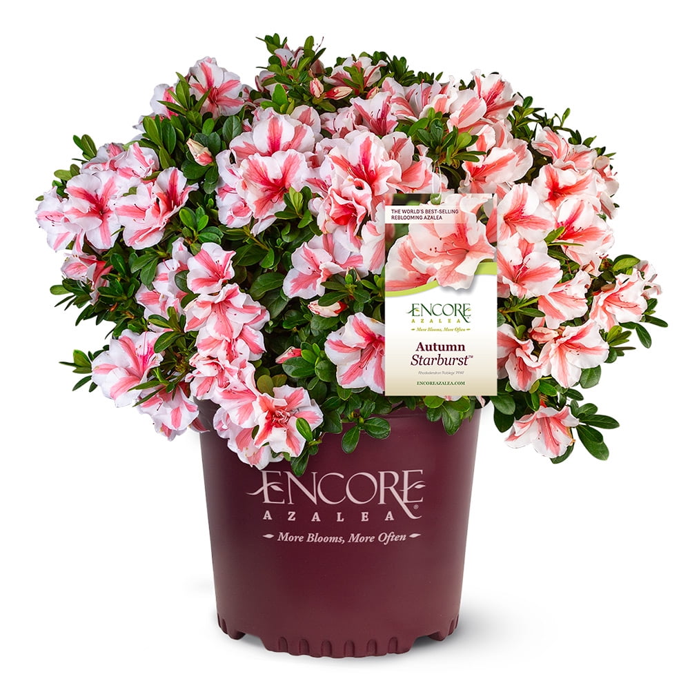 Encore Azalea Autumn Starburst (3 Gallon) Shrub with White and Pink ...