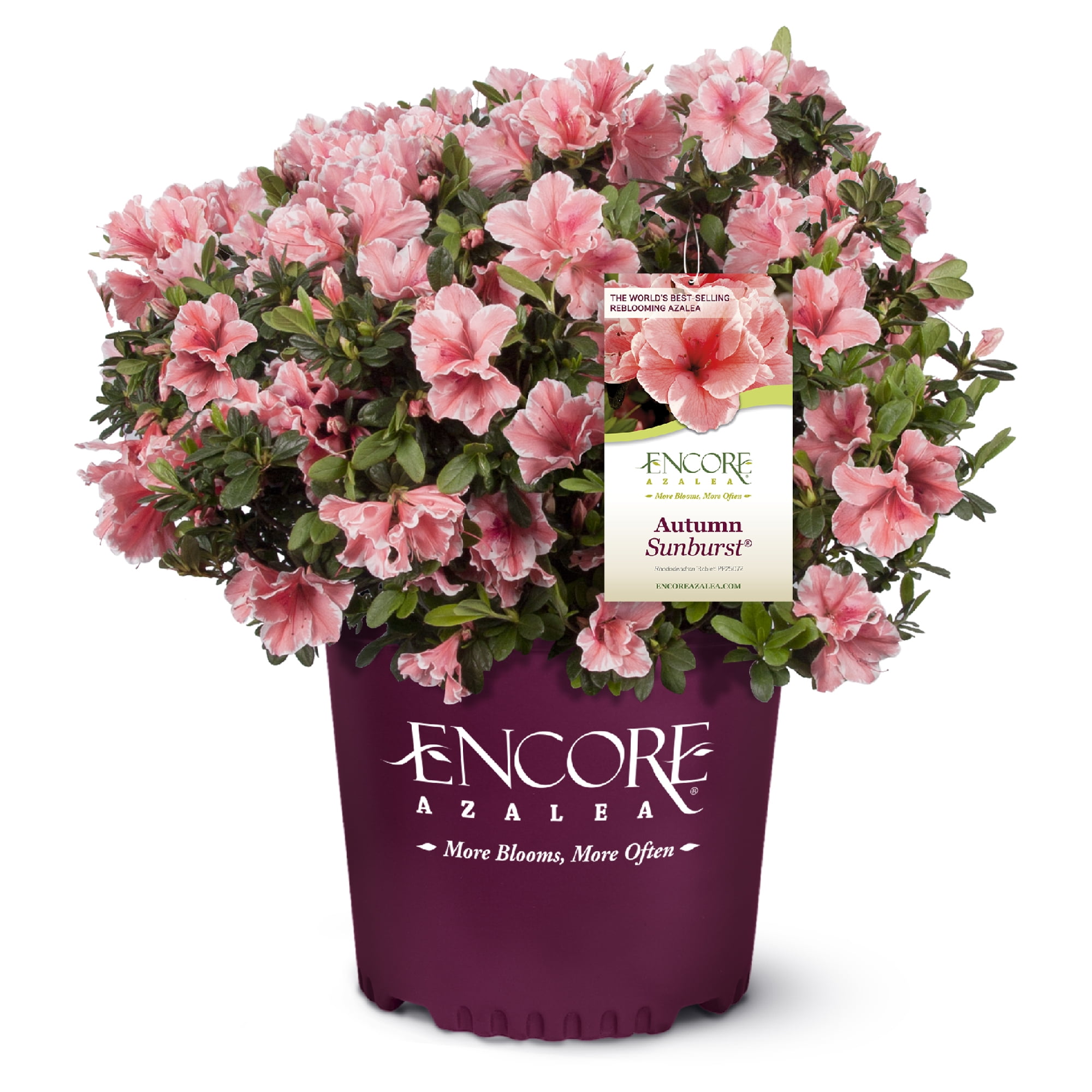 Encore Azalea Autumn Sunburst Shrub 1 Gallon - Walmart.com