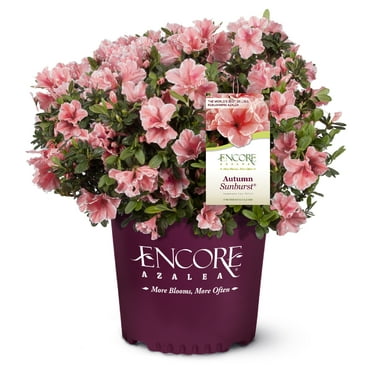 Encore Azalea Autumn Starburst (1 Gallon) Shrub with White and Pink ...