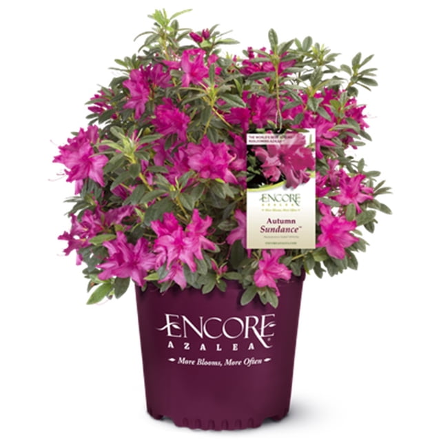 Encore Azalea Autumn Sundance (1 Gallon) Pink Flowering Shrub - Full ...