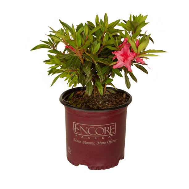 Encore Azalea Autumn Sundance (1 Gallon) Pink Flowering Shrub - Full ...
