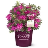 Encore Azalea Autumn Sundance (2 Gallon) Pink Flowering Shrub - Full ...