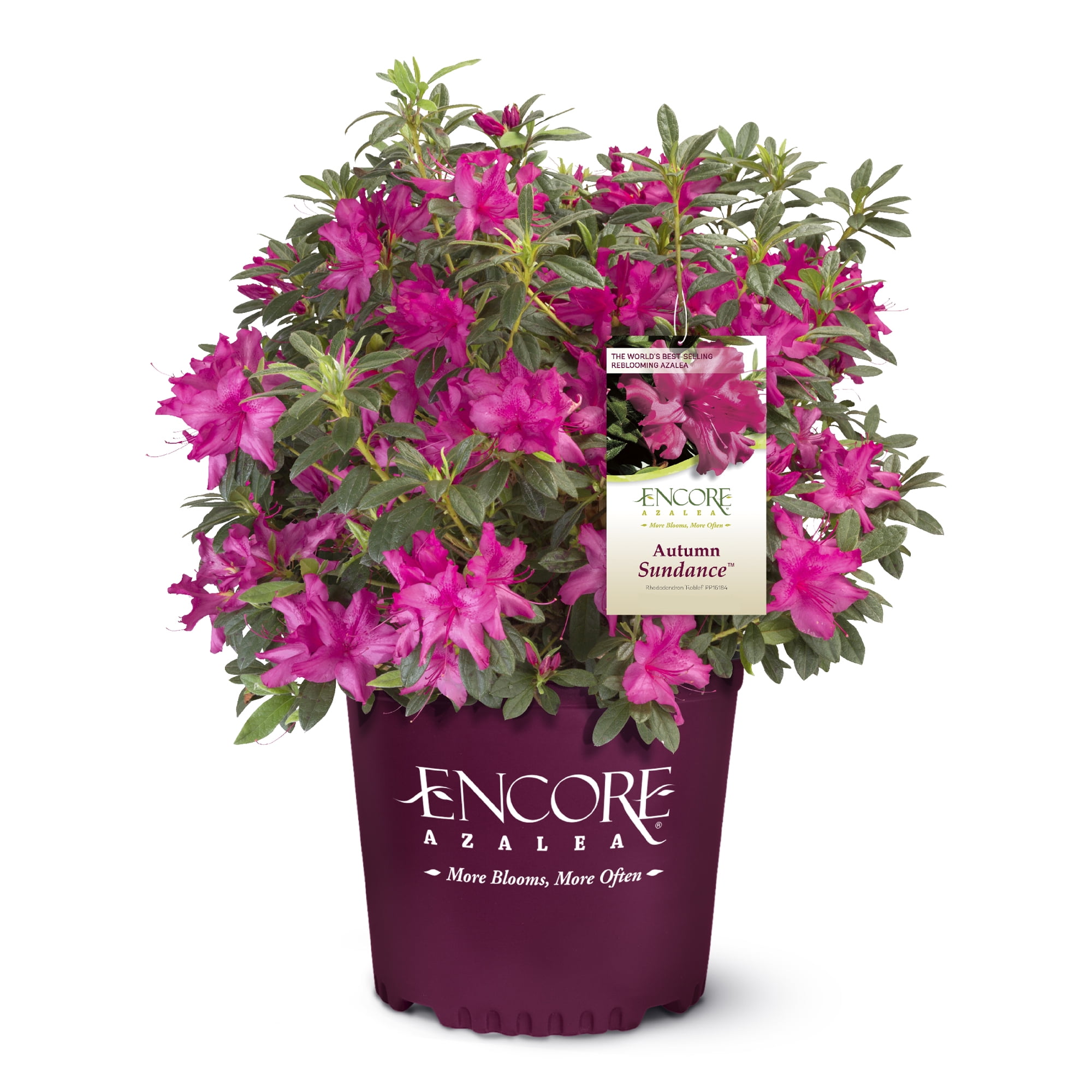 Encore Azalea Autumn Sundance Live Shrub (1 Gallon) - Walmart.com