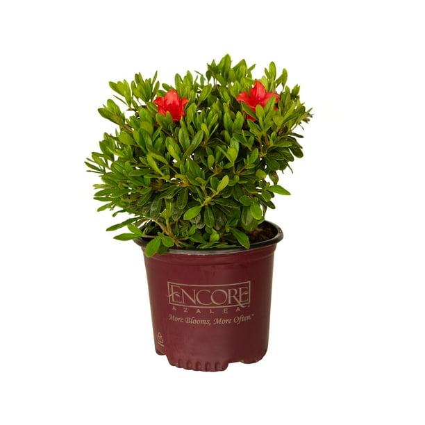 Encore Azalea Autumn Sunset (1 Gallon) Orange-Red Flowering Shrub ...