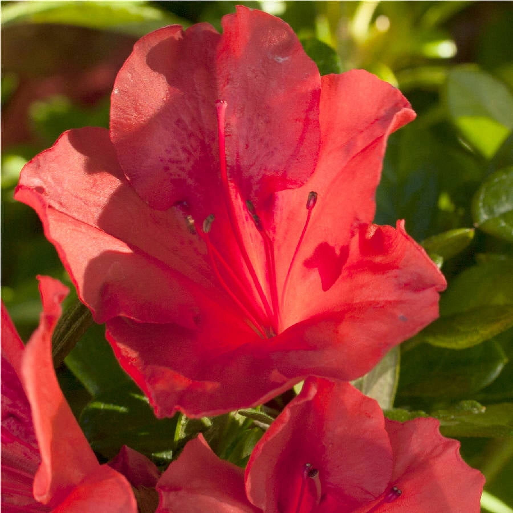 Encore Azalea Autumn Sunset (1 Gallon) Orange-Red Flowering Shrub ...