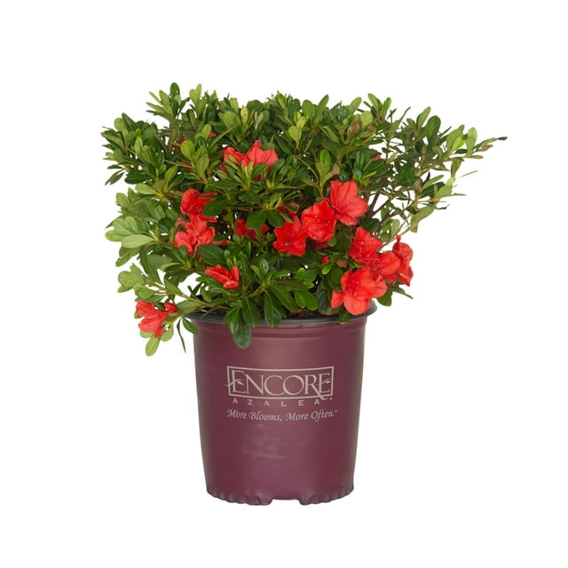 Encore Azalea Autumn Sunset (2 Gallon) Purple Flowering Shrub - Full ...