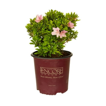 Encore Azalea Autumn Starburst (1 Gallon) Shrub with White and Pink ...