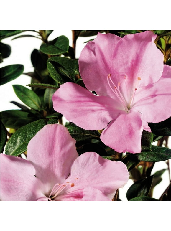 Azalea Bushes in Garden Bushes - Walmart.com