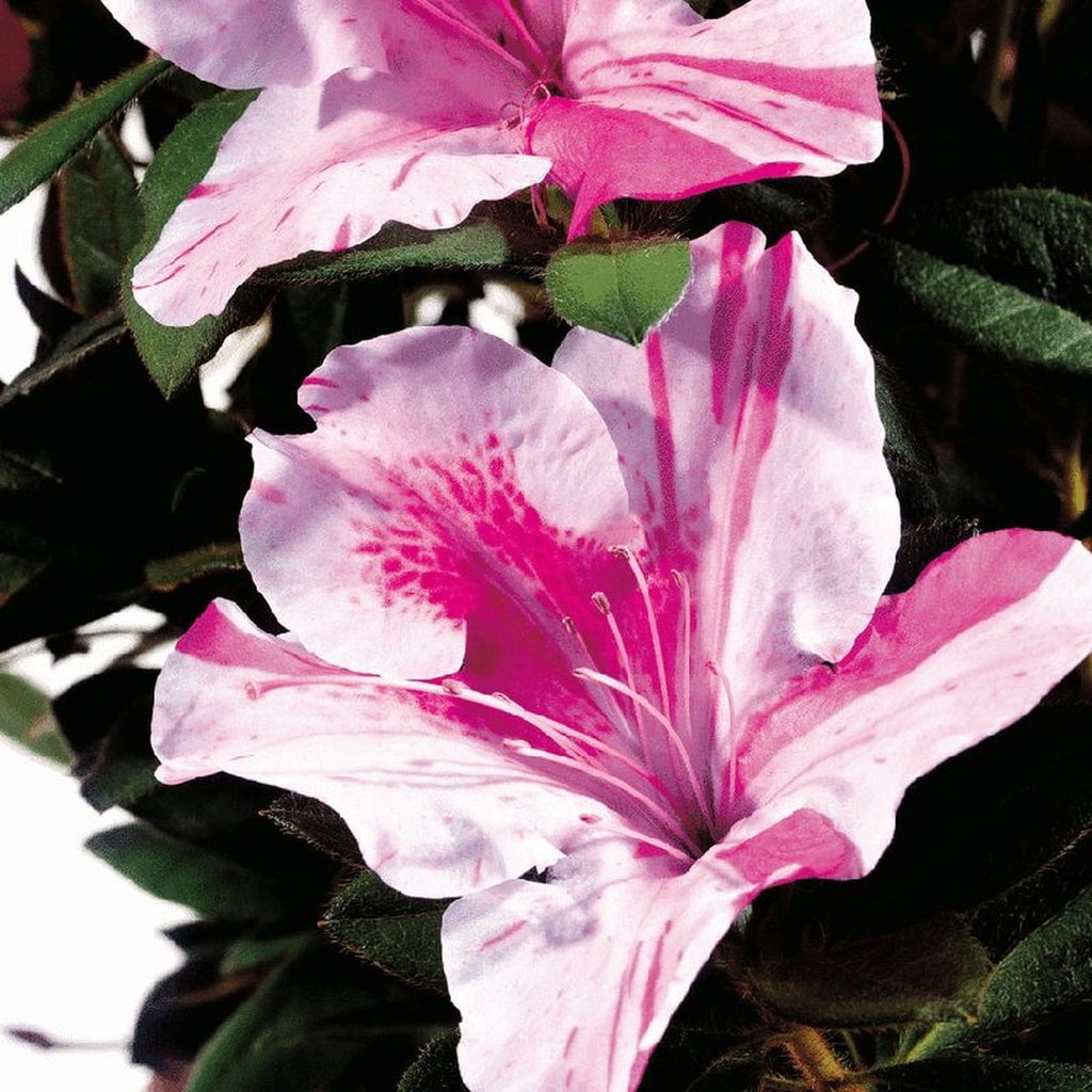 Encore Azalea Autumn Twist 3 Gallon - Walmart.com