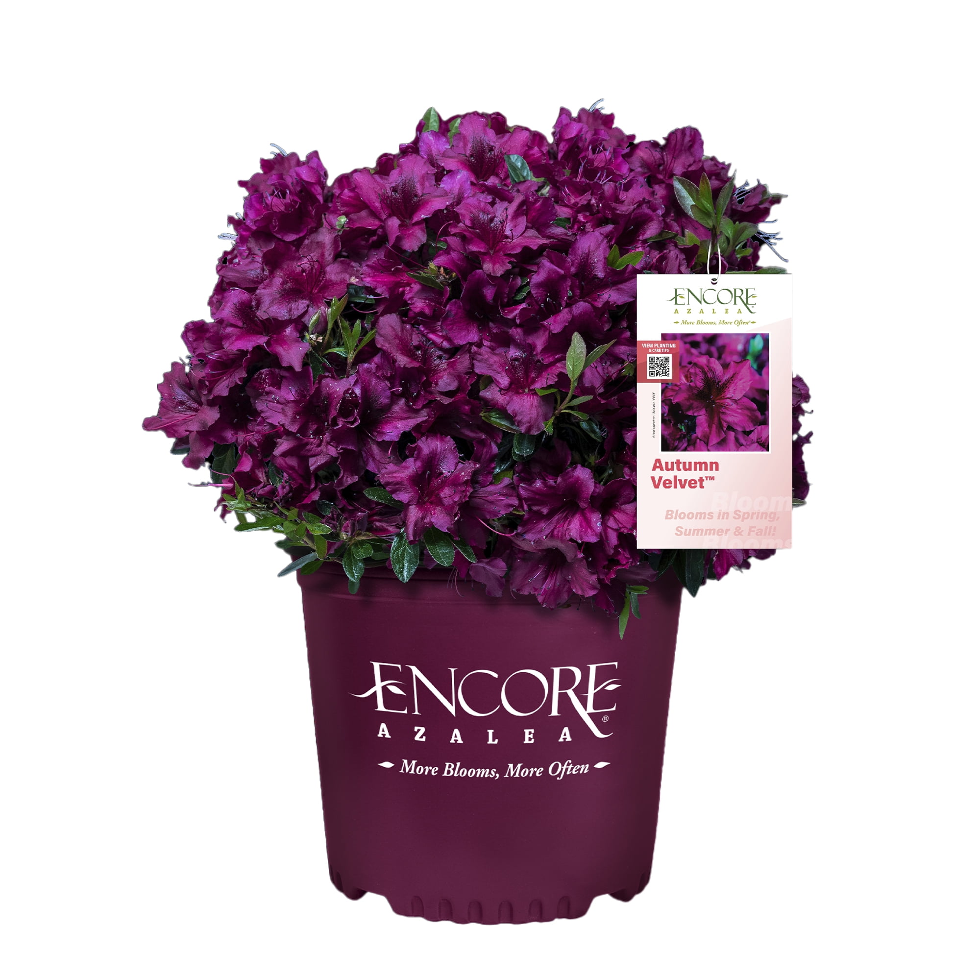 Encore Azalea Autumn Velvet Live Shrub (2 Gallon) - Walmart.com