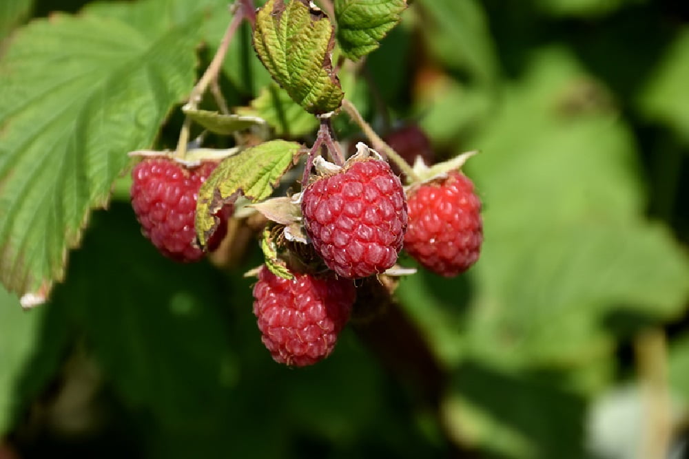 Encore Raspberry Plant - Late Season / Heavy Yield - 3.25" Pot ...