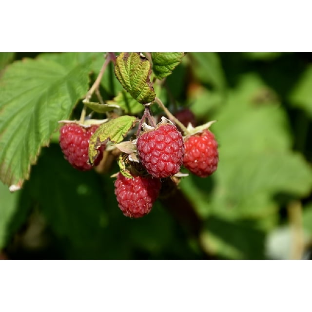 Encore Raspberry Plant - Late Season / Heavy Yield - 3.25" Pot ...