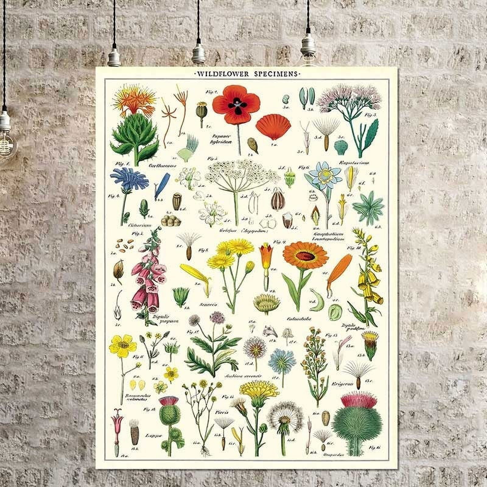 Encyclopedia Of Plants Canvas Painting Plant Posters And Prints For ...