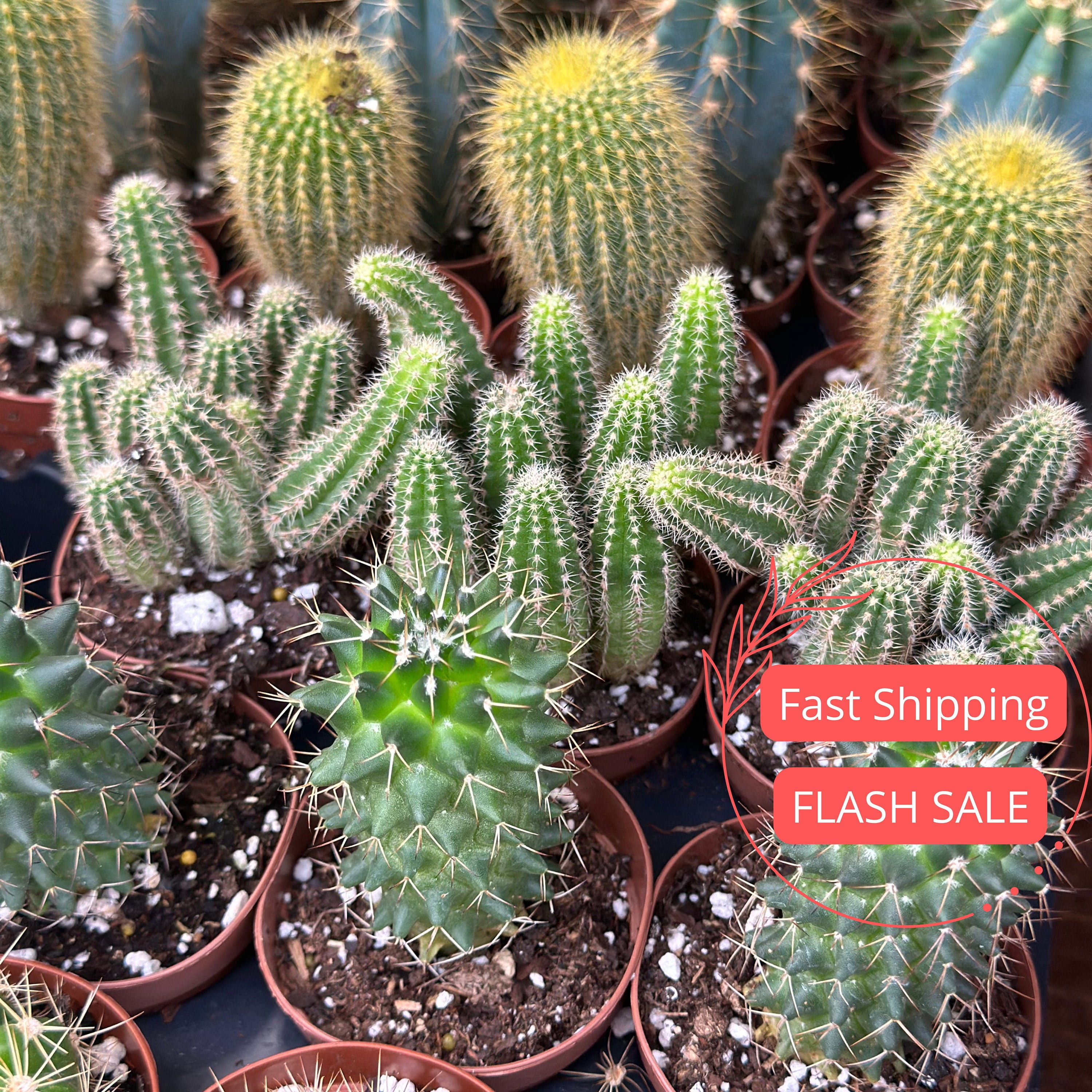 End Of Season Cactus Plant SALE | Assorted Mini Cacti Bundle ...