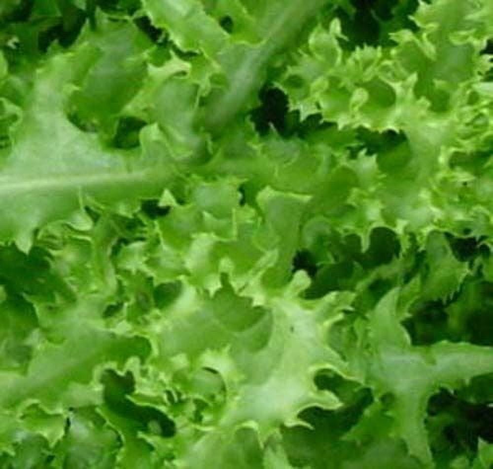 Seed Kingdom 8,000 Green Curled Ruffec Endive Plant Seeds - Walmart.com