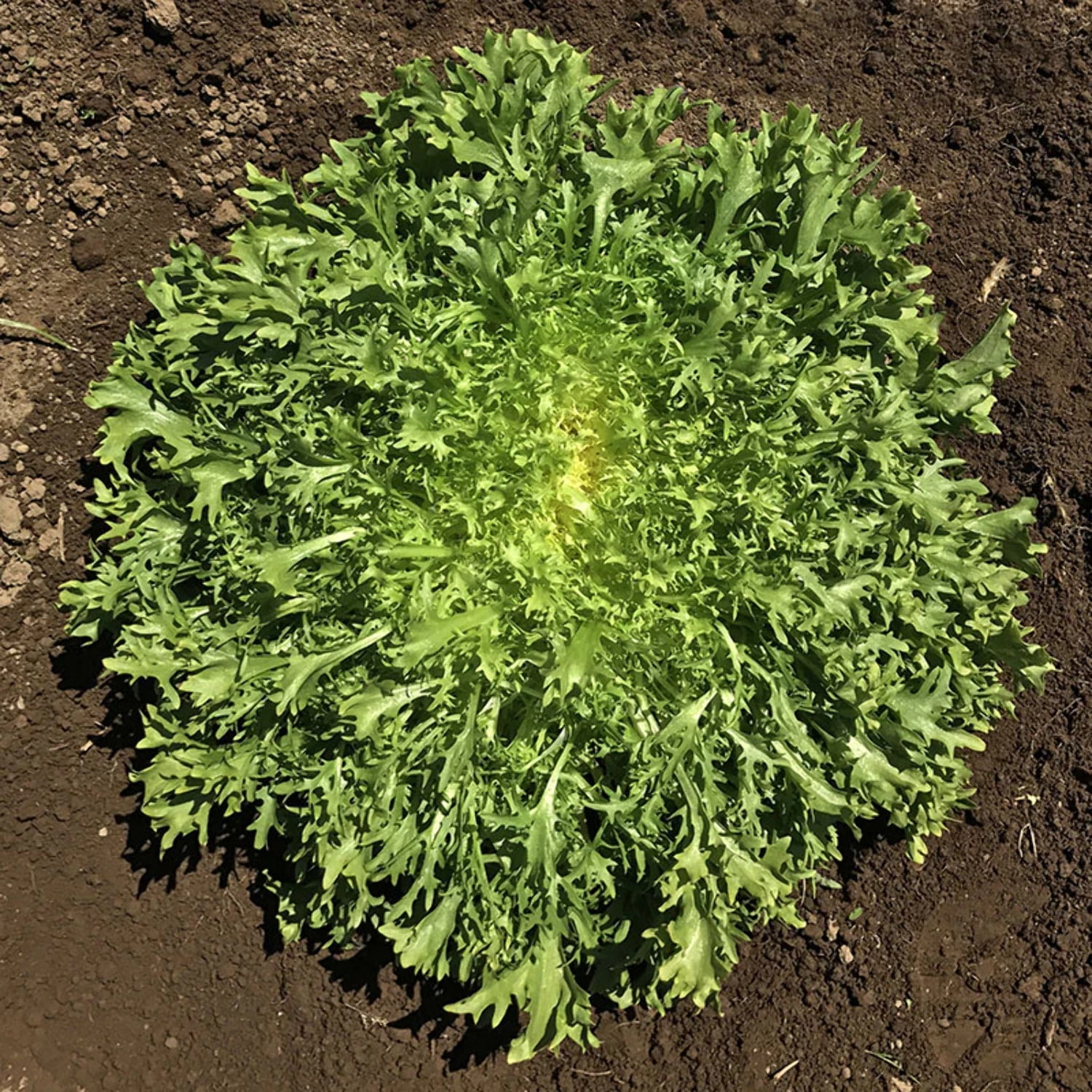 Endive Seeds - Benefine Organic Variety Endive Seeds - Non-GMO - 250 ...