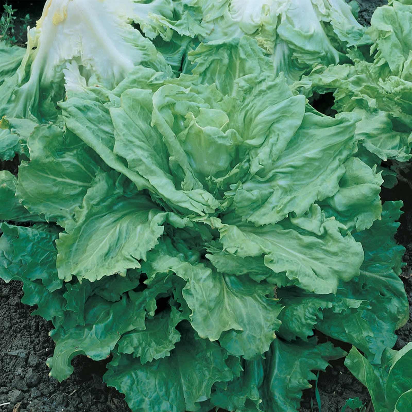 Endive Seeds, Broad Leaf Batavia: 1 Lb - Non-GMO Garden Seeds - Grow ...