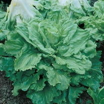 Green Curled Ruffec Endive Garden Seeds: 1 Oz - Non-GMO Vegetable ...