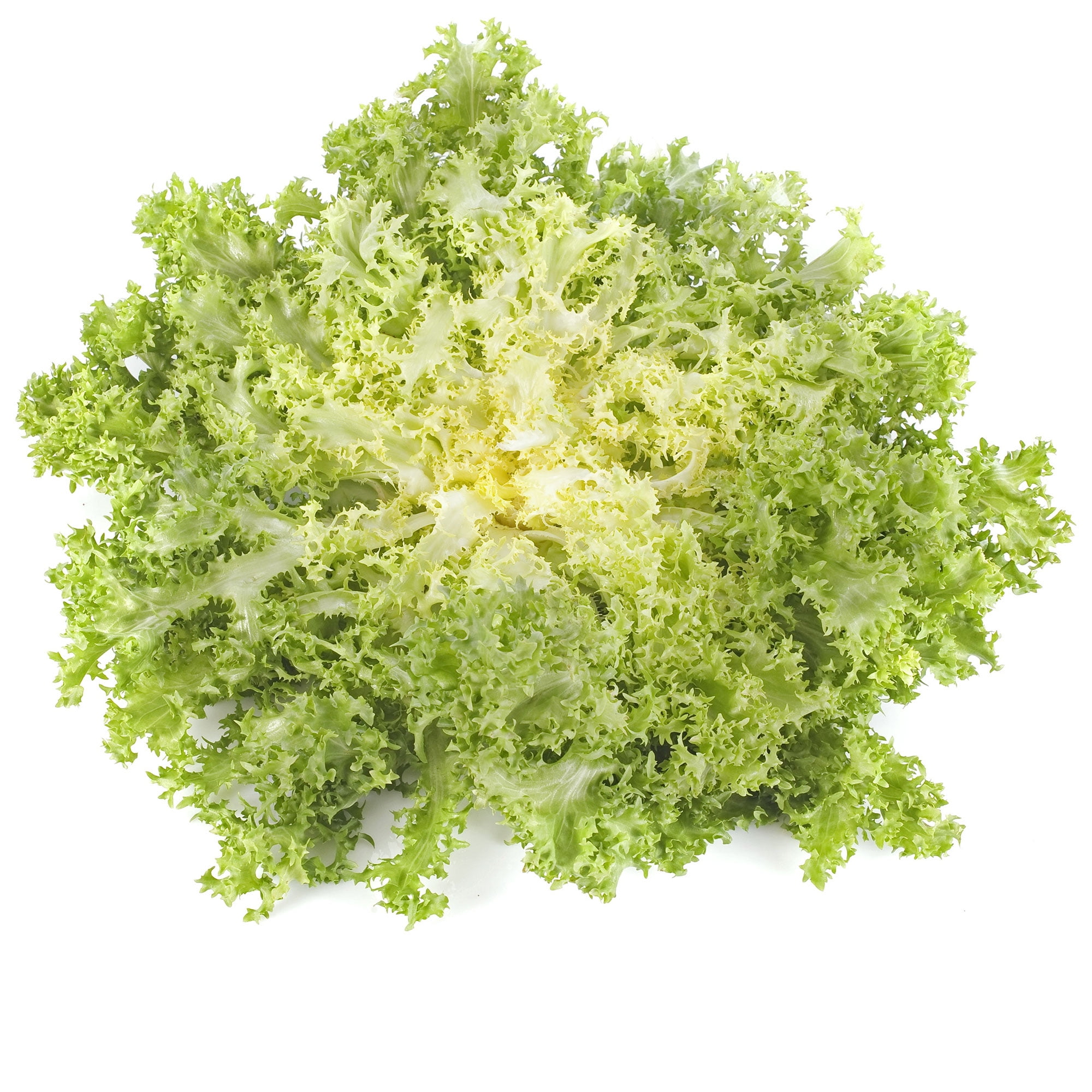 Endive Seeds - Frisse - 2 g Packet ~200 Seeds - Cichorium endivia ...