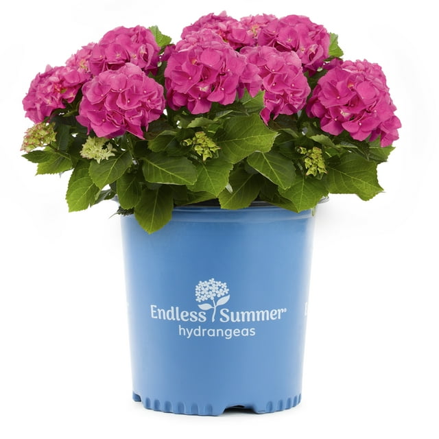Endless Summer 1Gal Pink Hydrangea Live Shrub Grower Pot Sun - Walmart.com