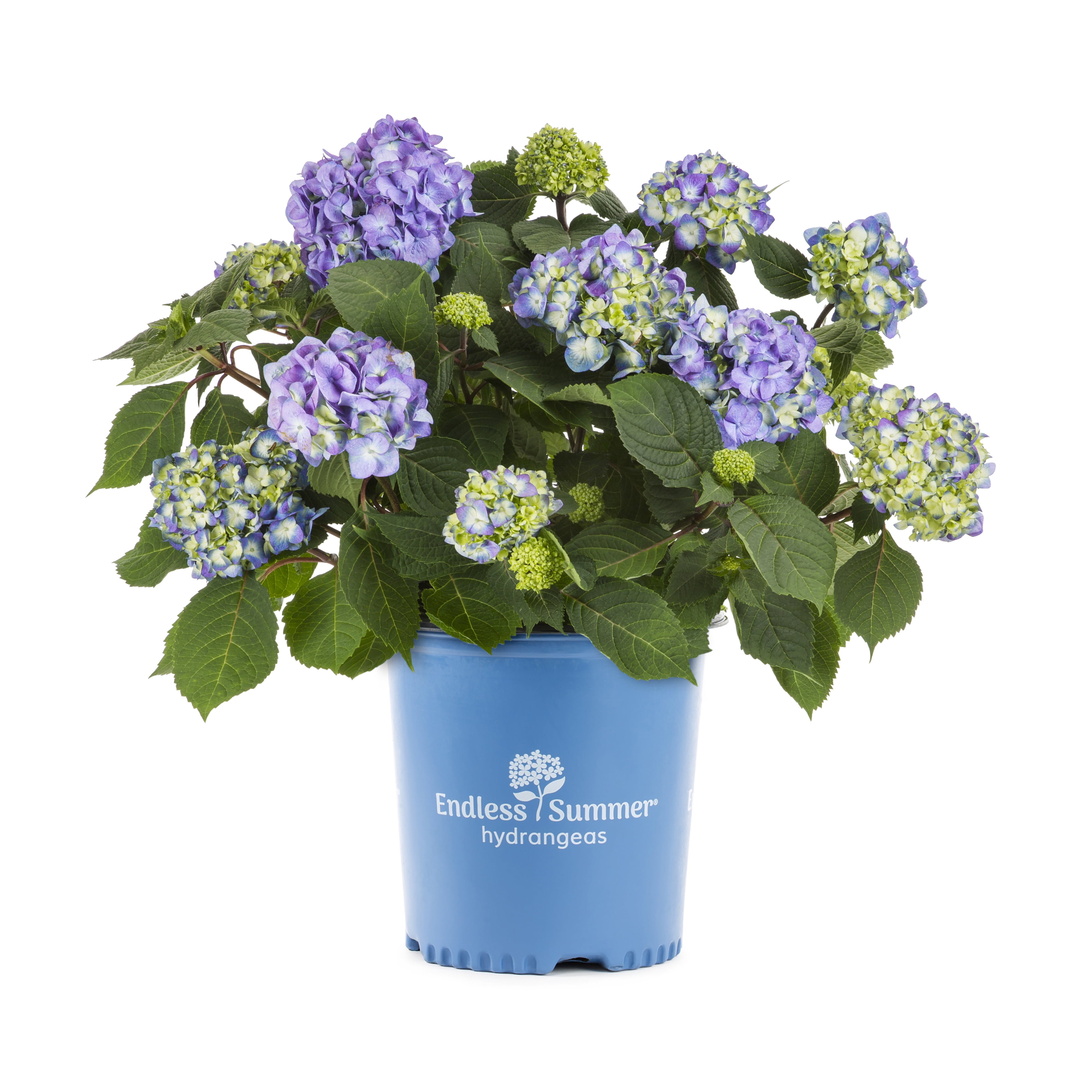 Endless Summer 1gal Multicolor Hydrangea Live Shrub Plant Sun - Walmart.com